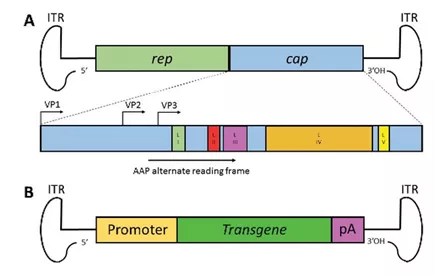 为什么选择AAV作为基因治疗的病毒载体？ - 英格恩生物技术博客