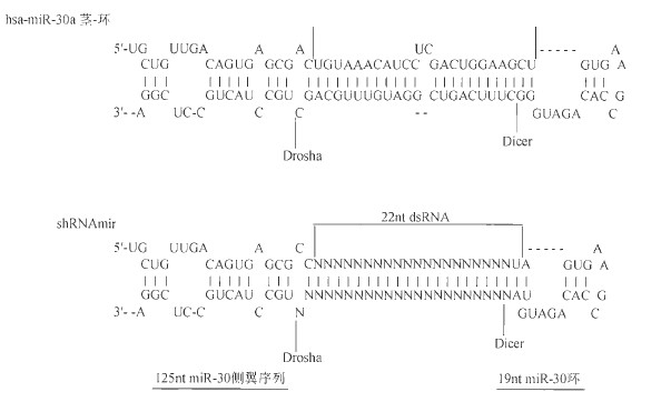 应用siRNA 抑制特定基因的活性 - 英格恩生物技术博客